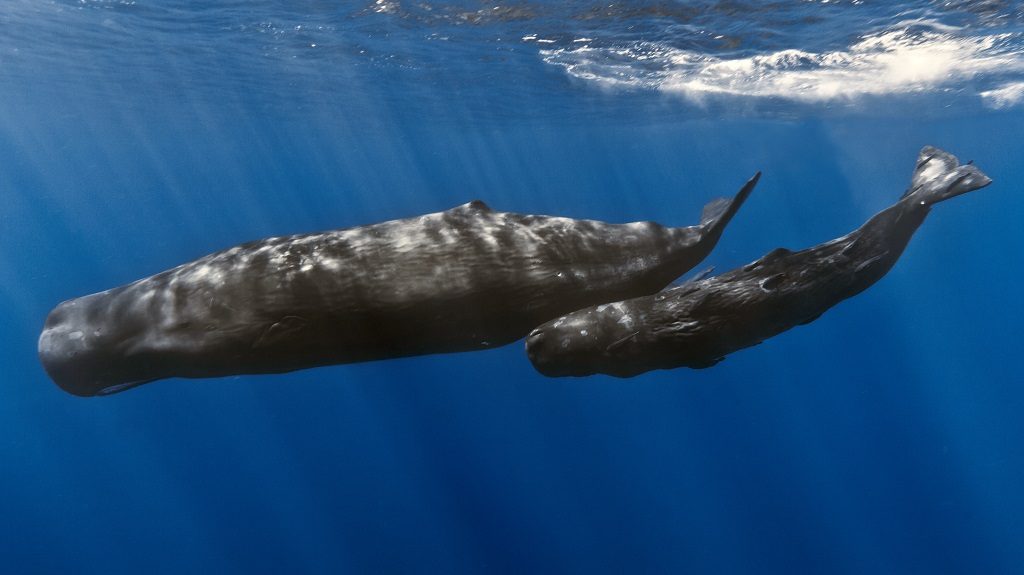Les différentes espèces de baleines : cétacés, orques et dauphins