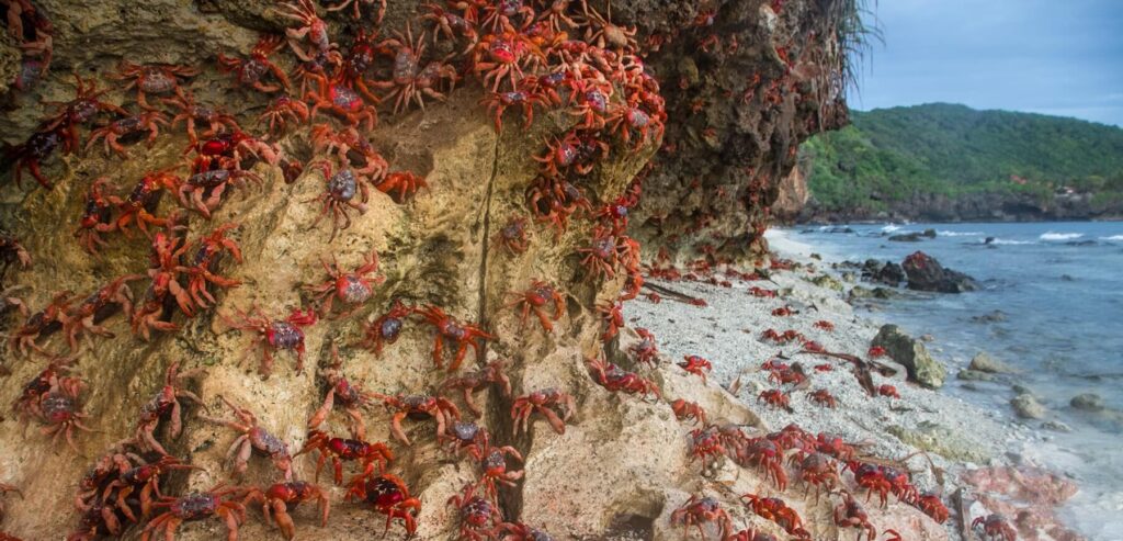La marée rouge - Tendre Jeudi